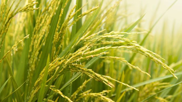 Borrowing Base Lending | SMU Academy